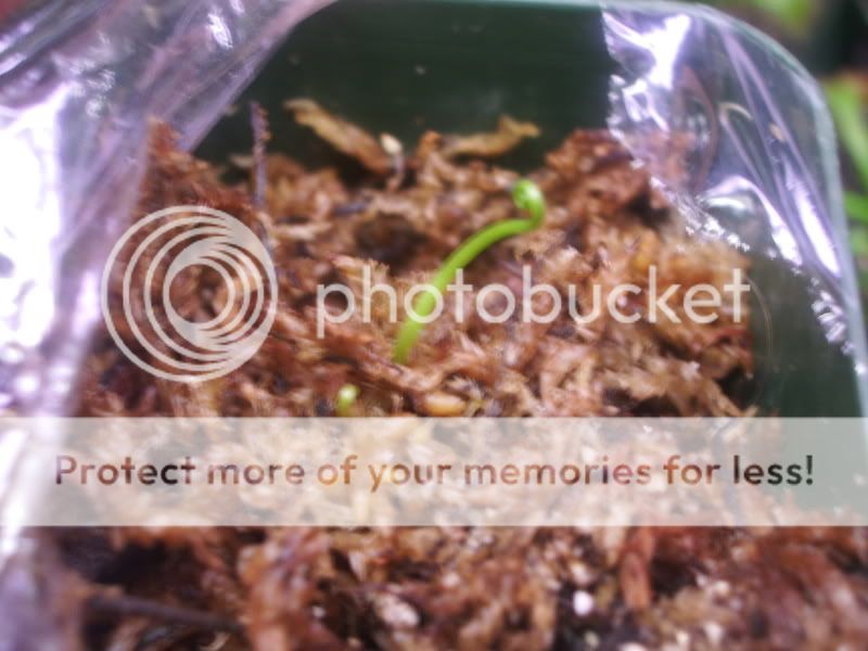 root cutting strike - FlyTrapCare Forums